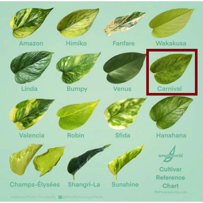 TERUNO CARNIVAL (Japan Cultivar) | Shopee Philippines