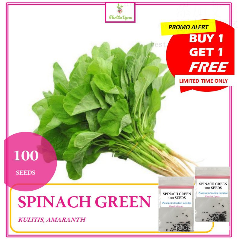 Buy1 Take1 Spinach Amaranth Green (100 Seeds) Kulitis Plant/Coriander ...