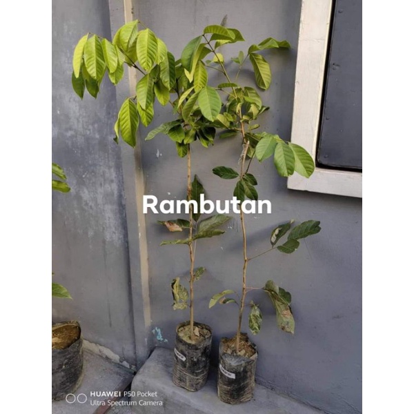 Live Plant Grafted Plant Marcoted Plant Rambutan Tree Plant Fruit ...