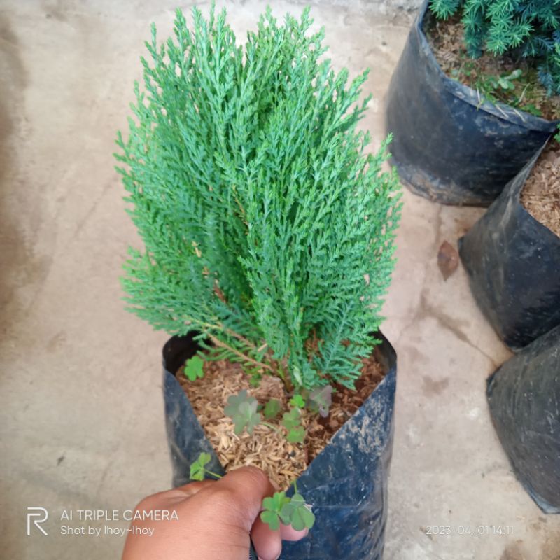 cunifer Hawaian cypress( small) garden decor | Shopee Philippines