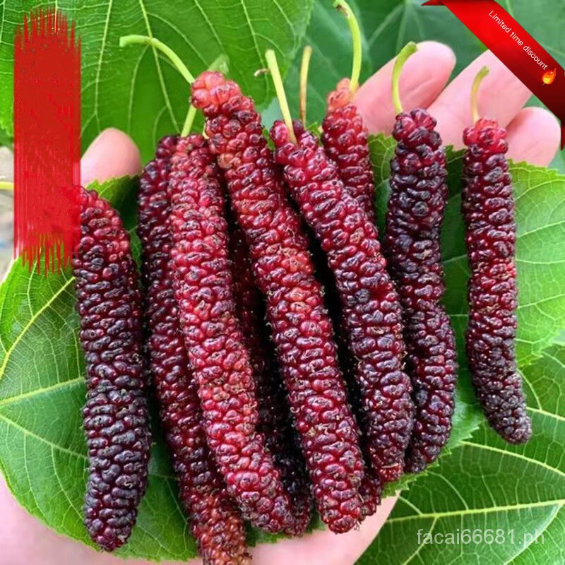 Short Hybrid Mulberry Fruit Seed Planting (50 Tablets/Pack) indoor ...