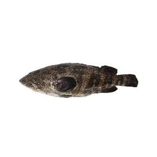 FRESH SEAFOODS LAPU LAPU ( BLACK & BROWN) 1kg | Shopee Philippines
