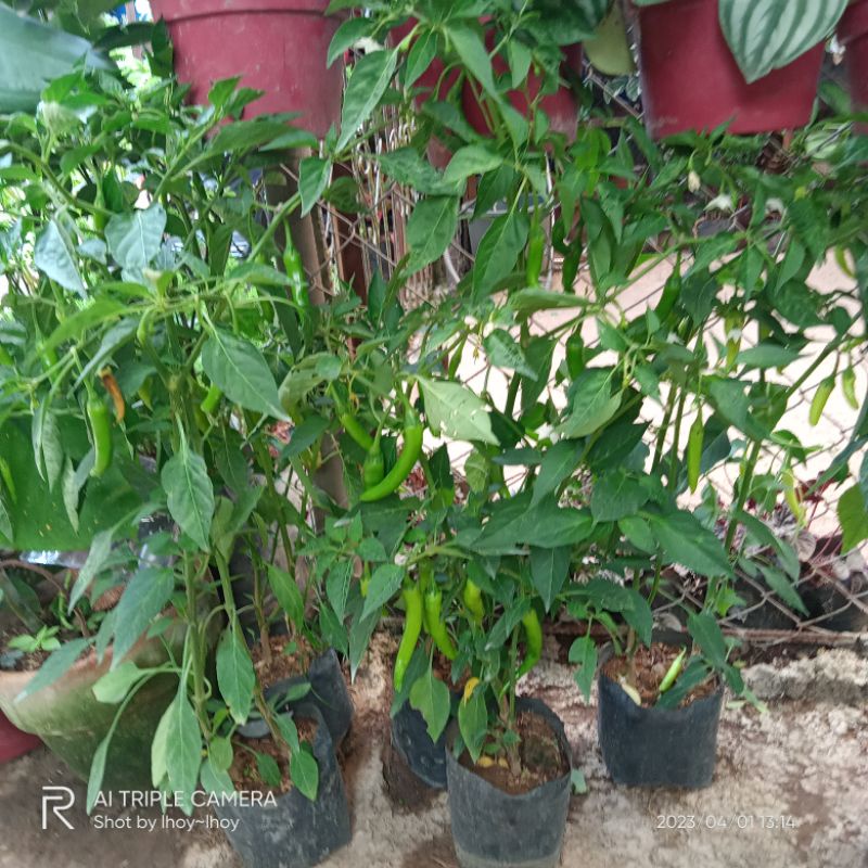 panigang pepper "siling haba"(Luzon area only) | Shopee Philippines