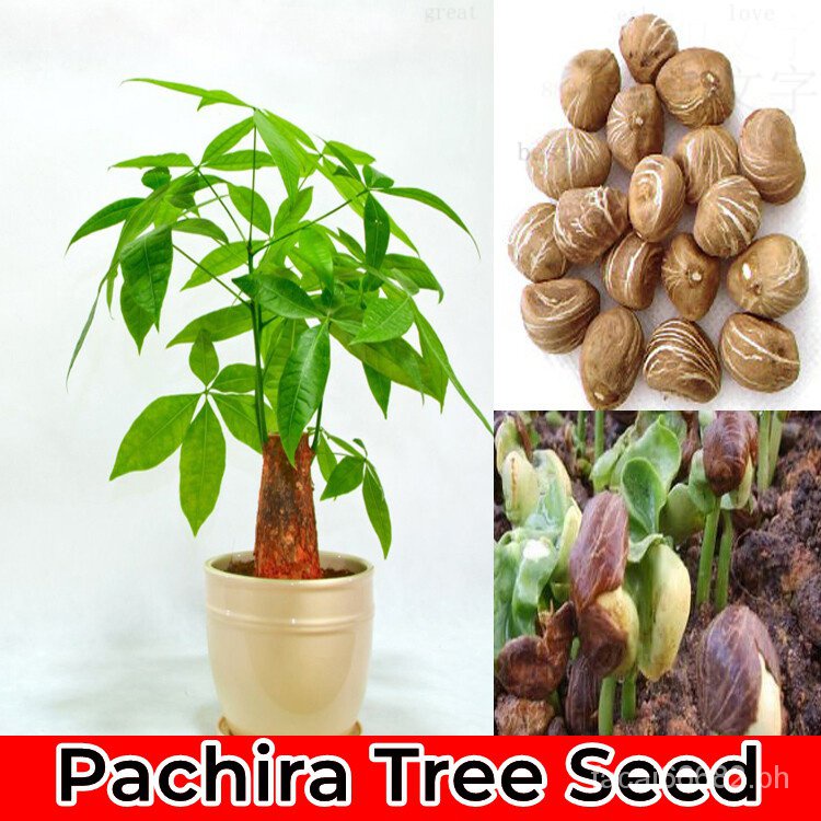 [100% Original Seeds] Pachira Macrocarpa Seeds Money Tree Plant Seeds ...