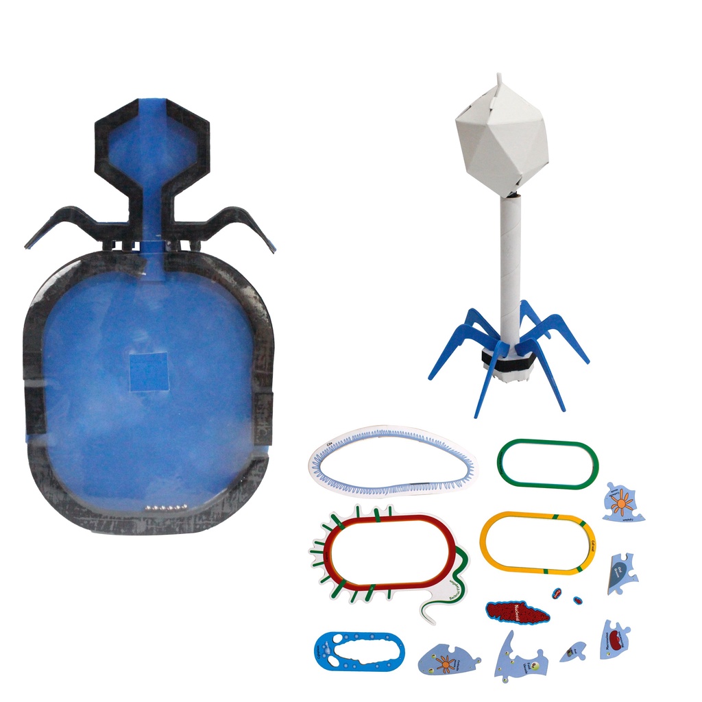 Premium Quality EVA High School Science Experiment Biology Project Kit ...