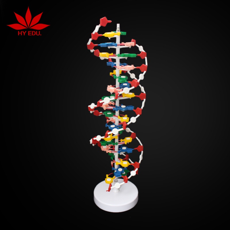 DNA model double helix structure with base 60 cm base pair genetic DNA ...