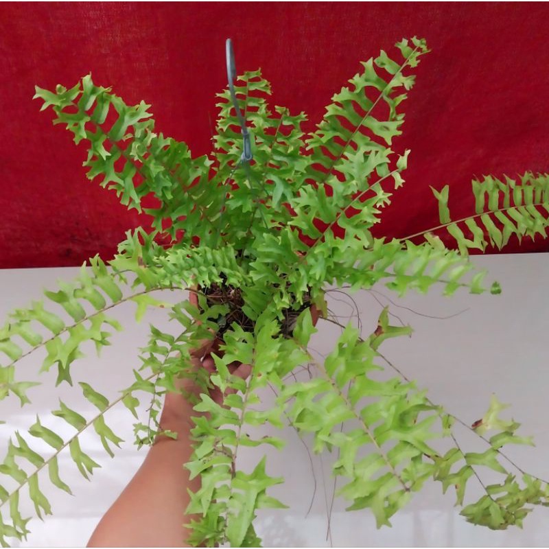 Fishtail fern/ Fancy frill ( nephrolepis falcata furcans ) | Shopee ...