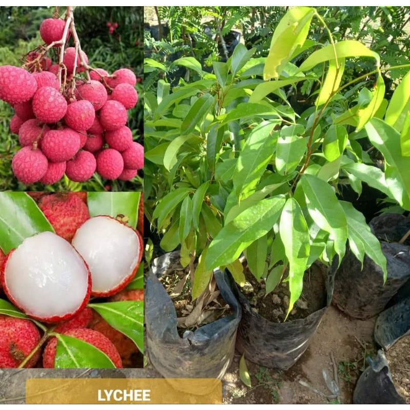Live Plant Grafted Plant Marcoted Plant Lychees Lychee Tree Plant Fruit ...