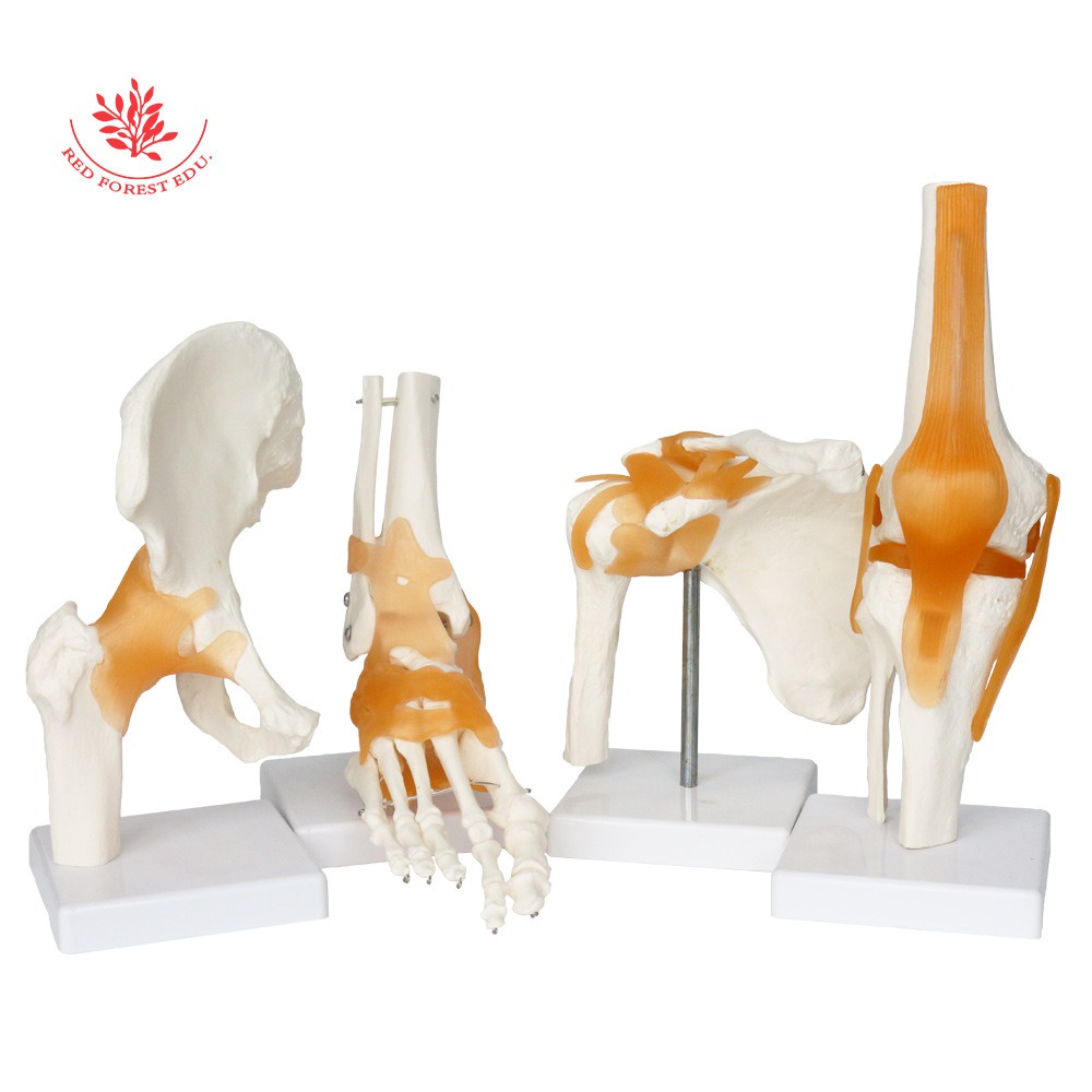 Medical Life-size Human Joint Model PVC Six Pieces Set Ligament Hand ...