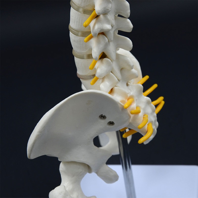 Human Spine Model 1/2 Life Size Spine Bone Shows Coccygeal Vertebrae ...