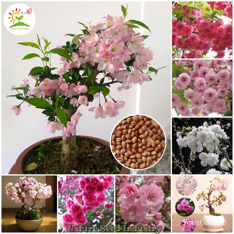 Potted Sakura Flower Seeds (30pcs Seeds for Planting) Japanese Cherry ...