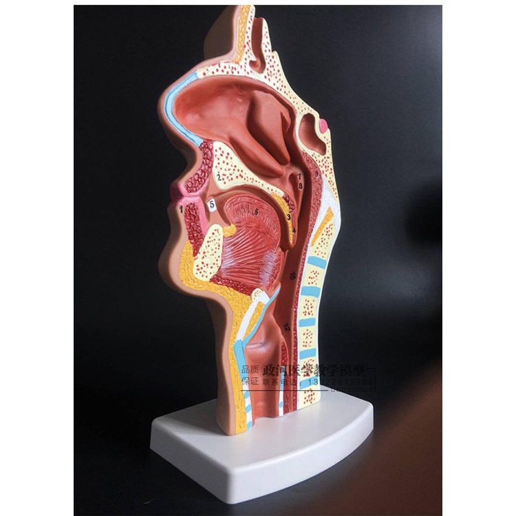 Human Nasal Cavity Throat Anatomy Model Pharyngeal Nasal Oral