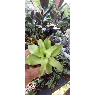 ♛Cryptanthus (Bromleiad Earth Star Plant) | Shopee Philippines