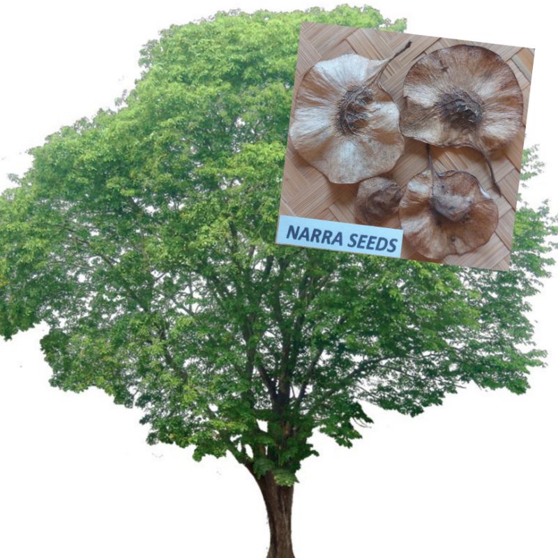 Narra Tree Seeds for Planting (10Pcs/Pack) | Shopee Philippines