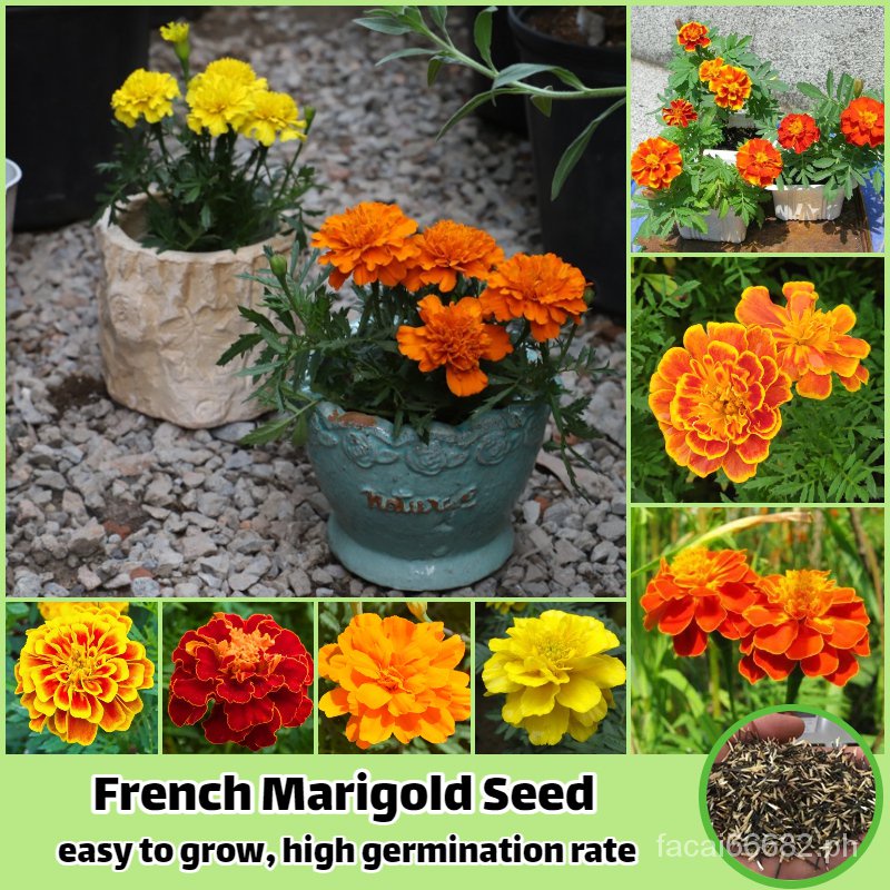 Mixed Color French Marigold Seed Bonsai Seeds for Planting Flowers (150 ...