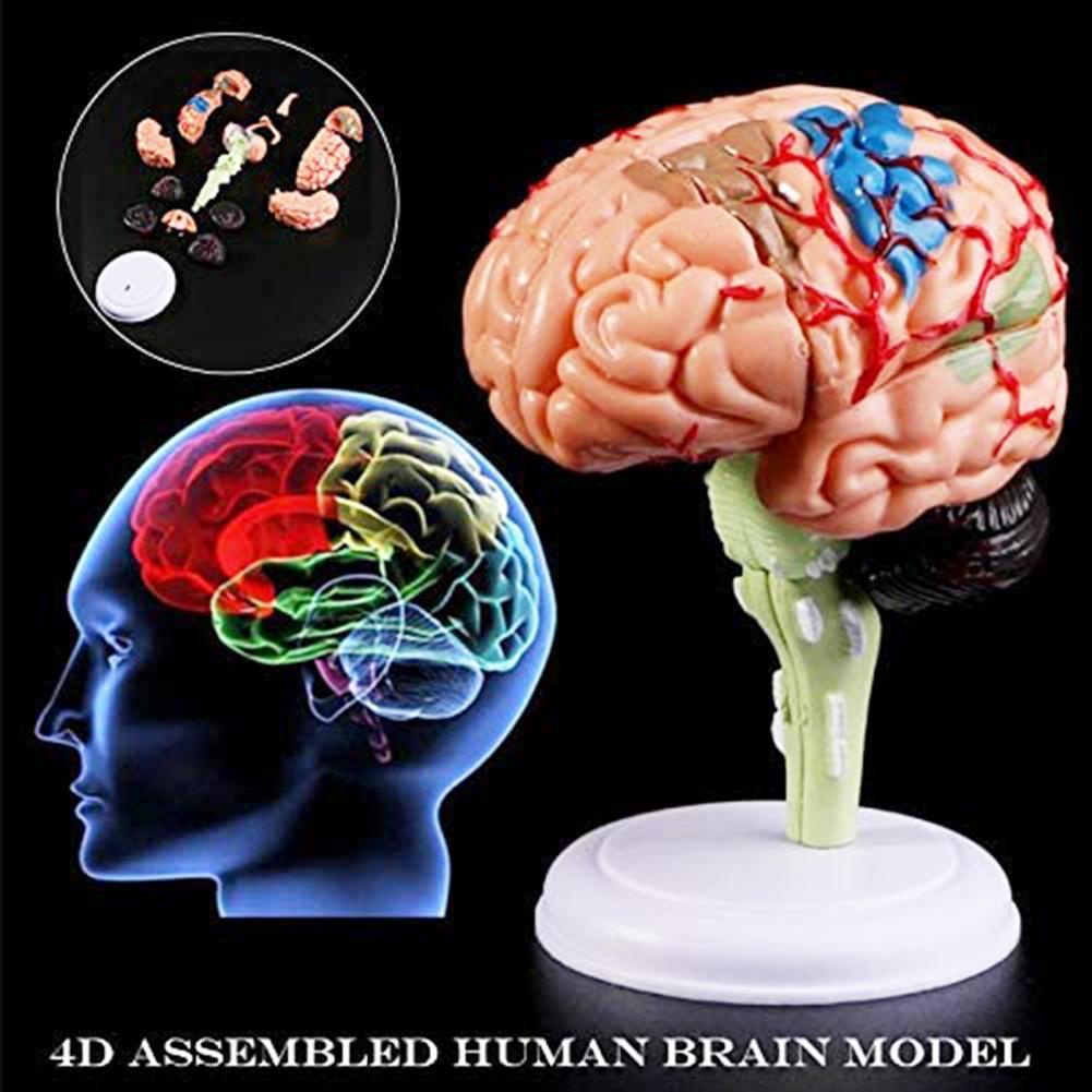qh8B Removable Anatomical Human Internal Brain Model Medical Sculptures ...
