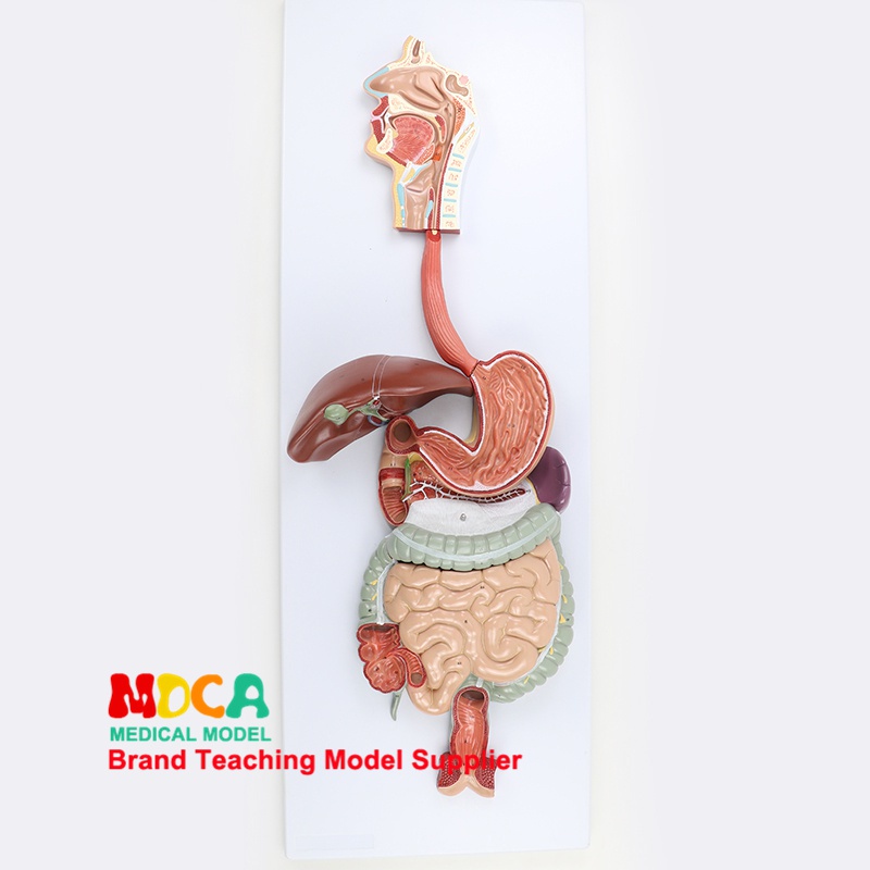 Human digestive system model gastrointestinal tract section pharynx ...