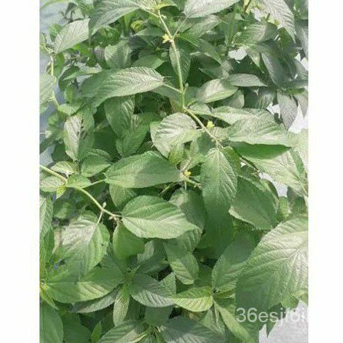 Seeds Saluyot / Jute leaves SEEDS Parsley | Shopee Philippines