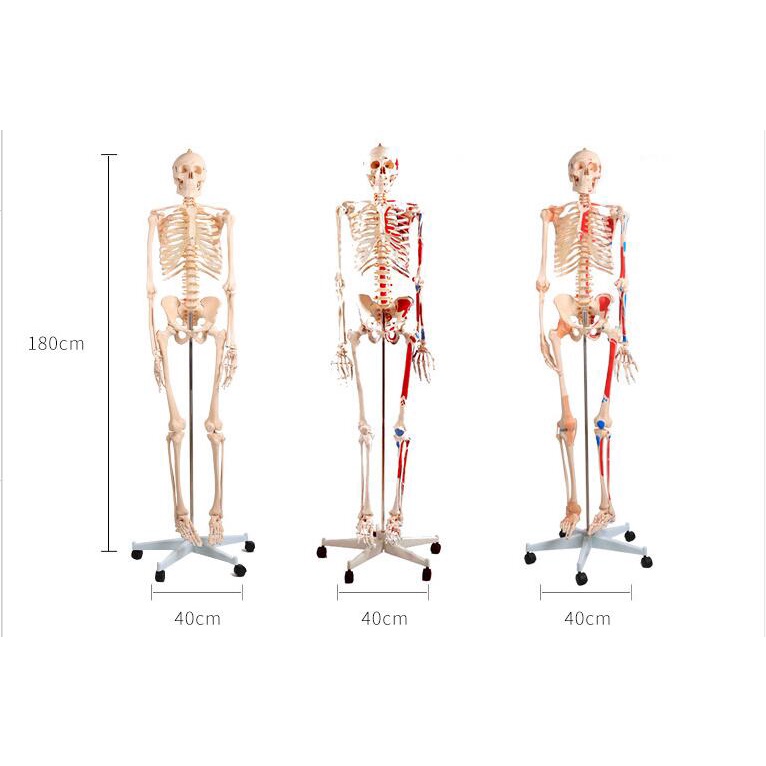 180cm detachable human skeleton model with muscle mark and ligament ...