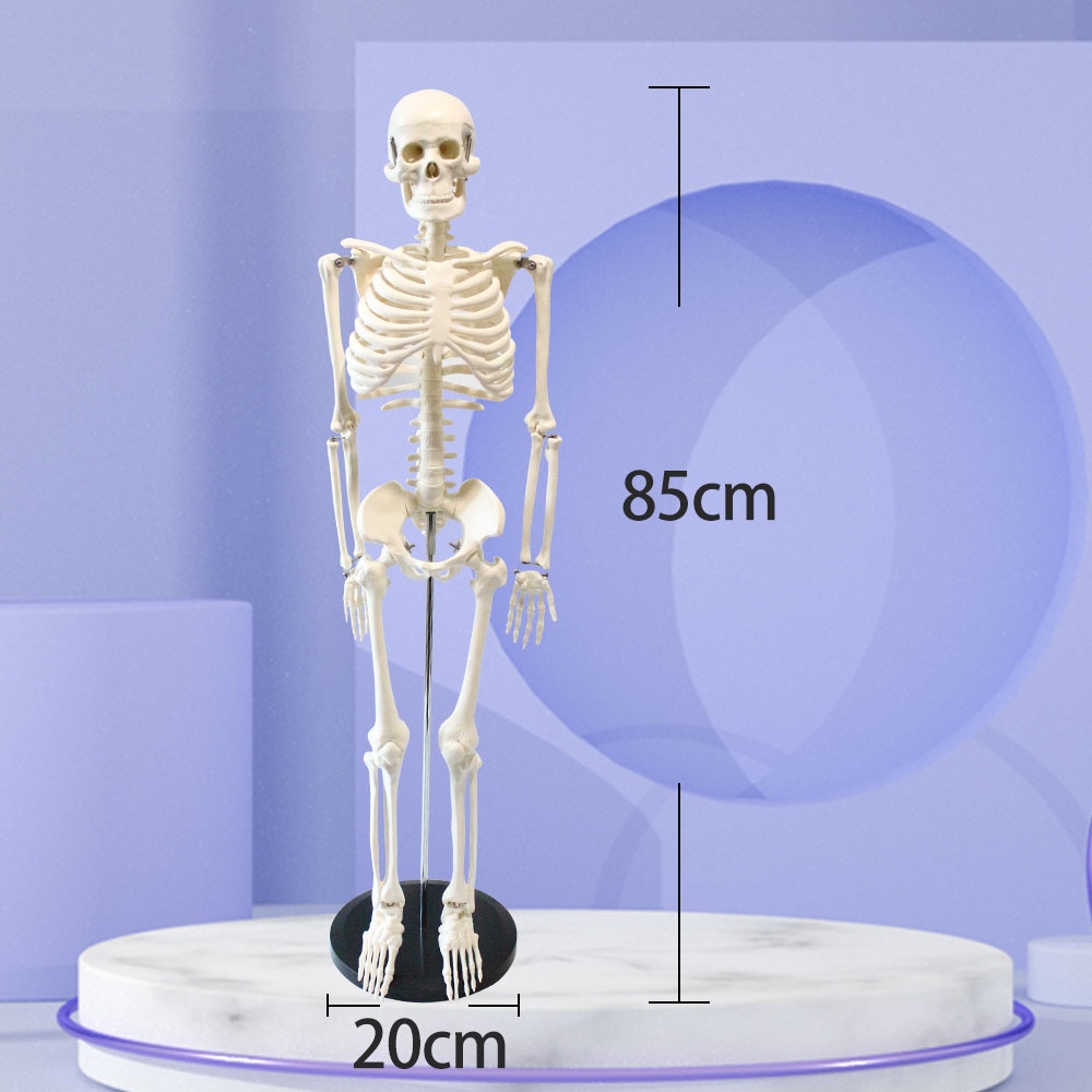 Human Skeleton Model 85cm Full Body Bone Mannequin White With Removable Legs For Teaching Usage ...