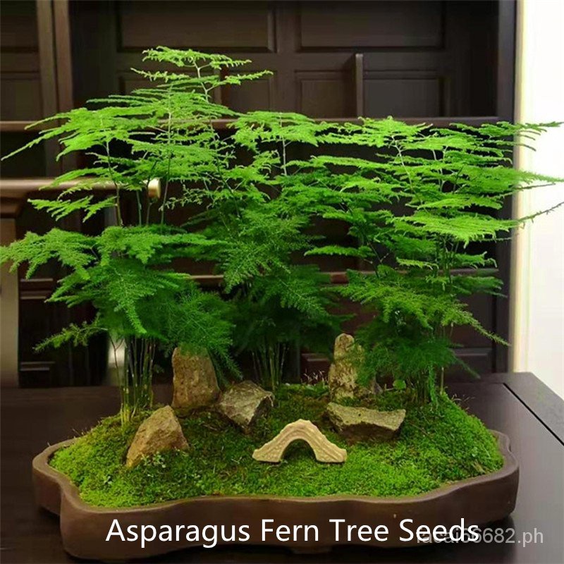 [Fast Germination] Singapore Ready Stock 50Pcs Clouds Bamboo Seeds ...