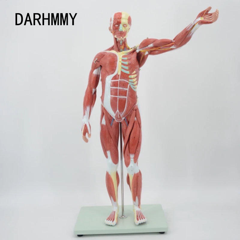 DARHMMY 80CM Human Muscular Figure 27 Parts Muscular Anatomy Model Half ...