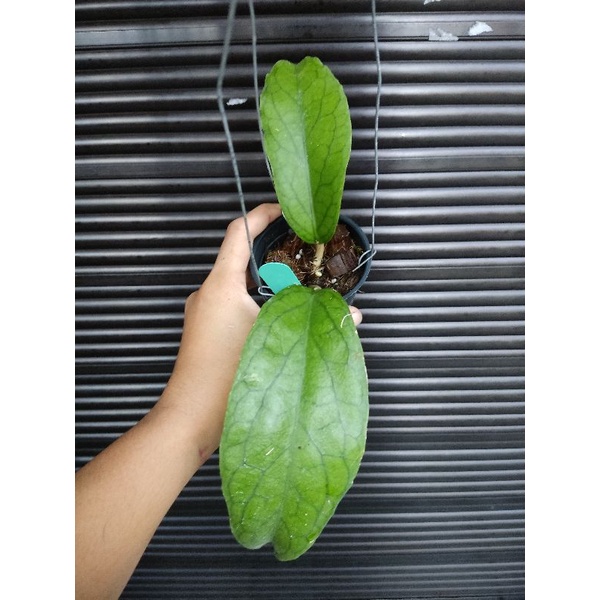 HOYA GOLDEN EYE (big veiny leaves) | Shopee Philippines