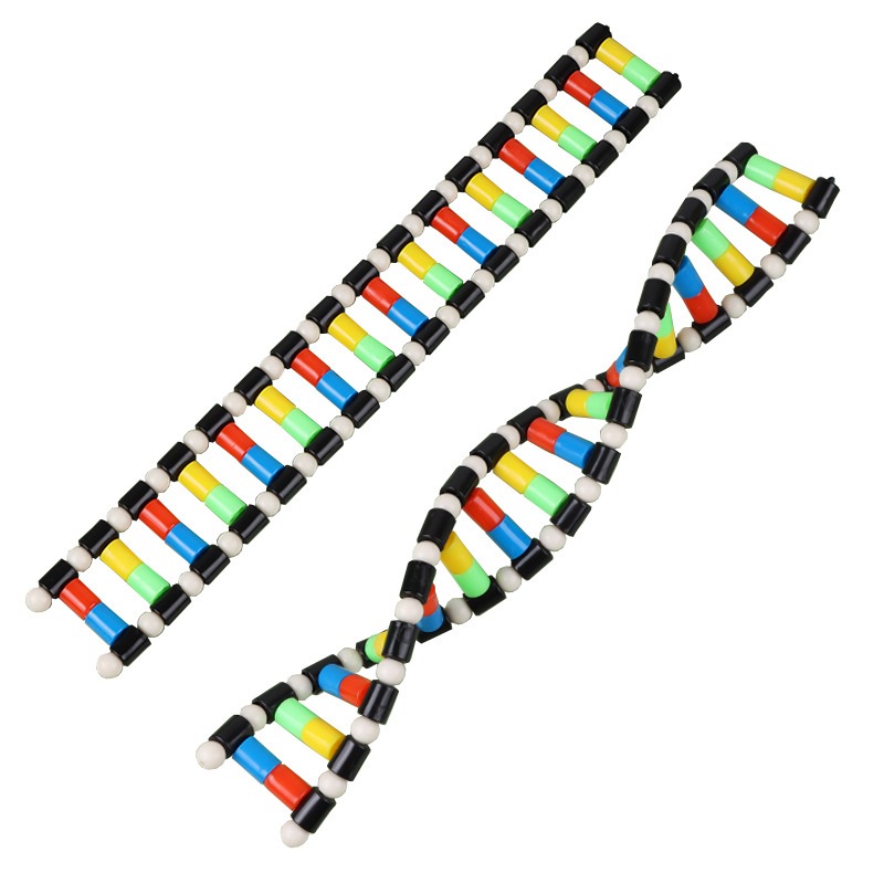 DNA Double Helix Structure Model Assembly School Teaching Aids Genetic ...