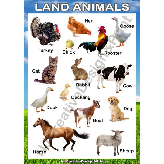 ☁A4 Laminated Land Animals Chart | Shopee Philippines