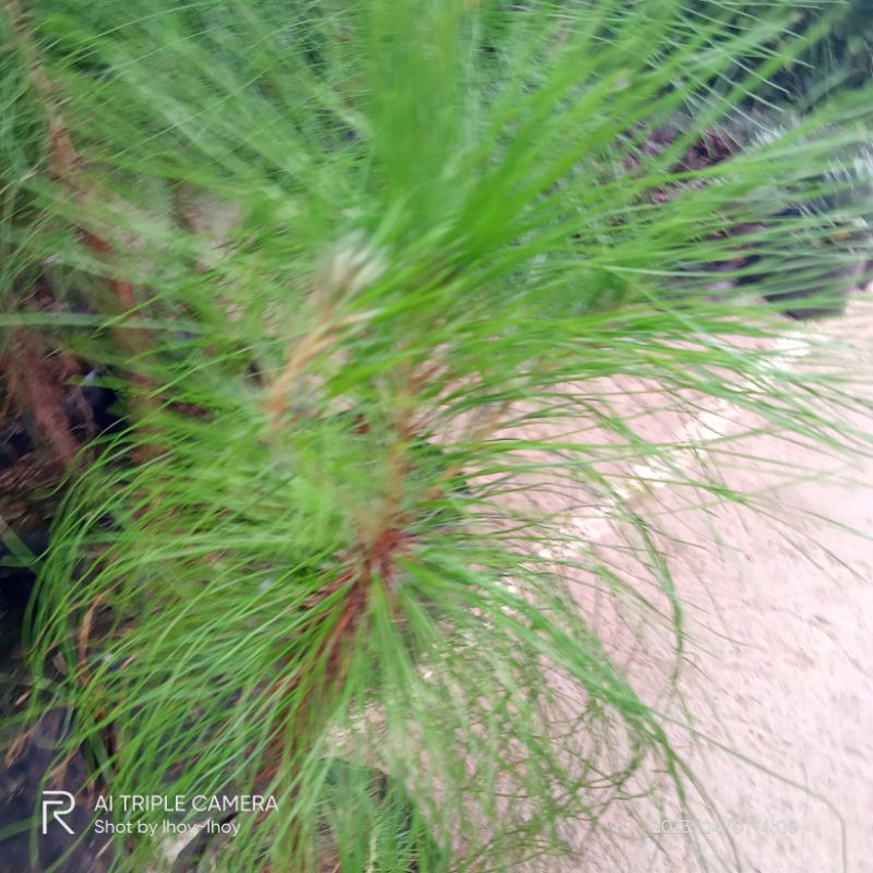 Baguio/benguet pine tree (SAPPLINGS) | Shopee Philippines