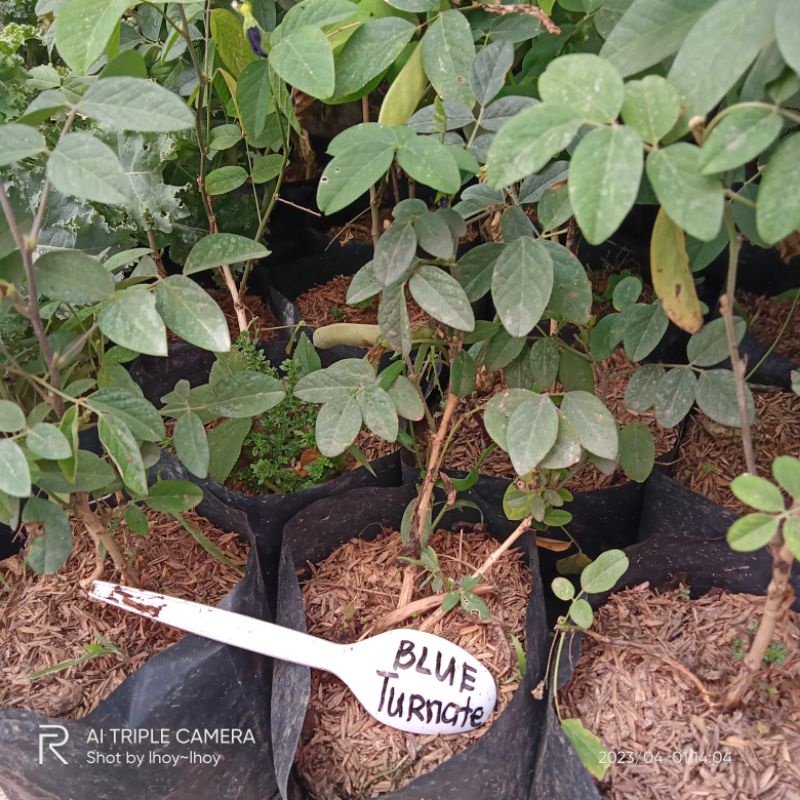 blue turnate herb plant(Luzon area only) | Shopee Philippines