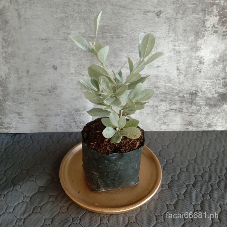 Anikanik Ph-Silver Bottom Live Rooted Plant Cabbage/BRA/Bracelet/Seeds ...