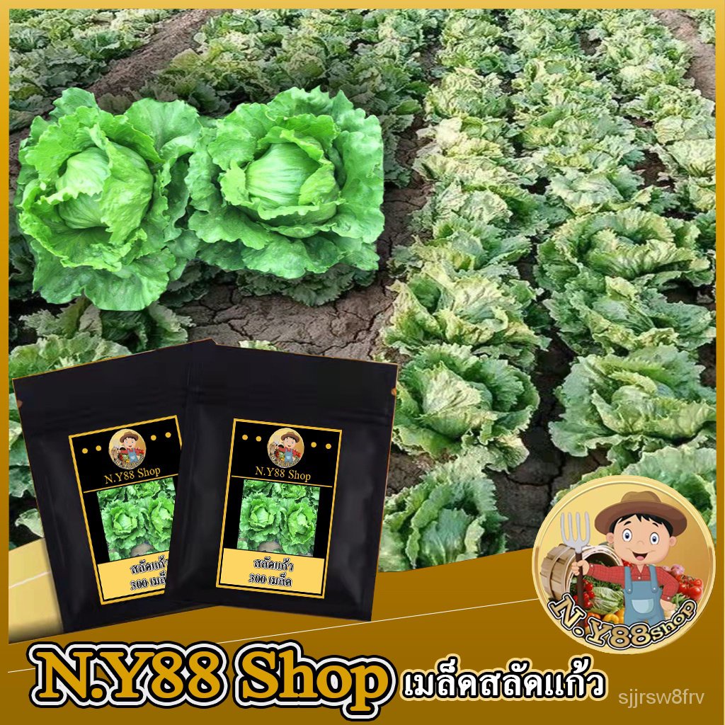 5 Get 1 lettuce seeds, 300 seeds, genuine seeds, wrapped head tightly ...