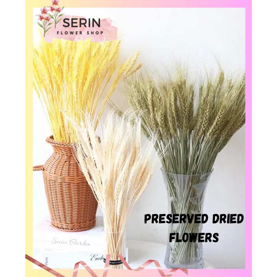 5 Pcs Wheat Dried Flowers / Preserve Flower Bouquet Boho Home Decor ...