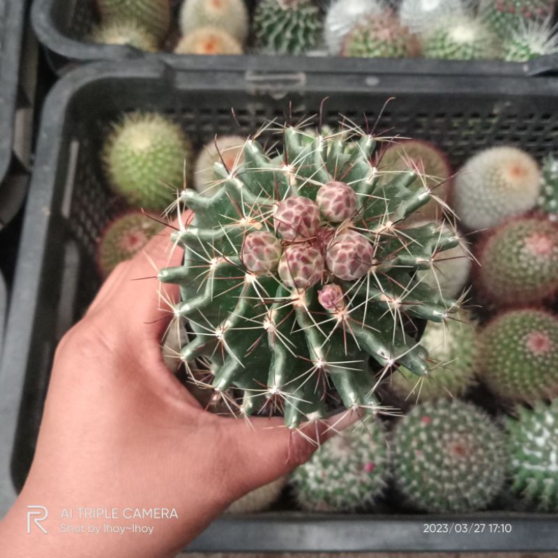 thelocactus setispinus known as strawberry cactus***collectibles ...
