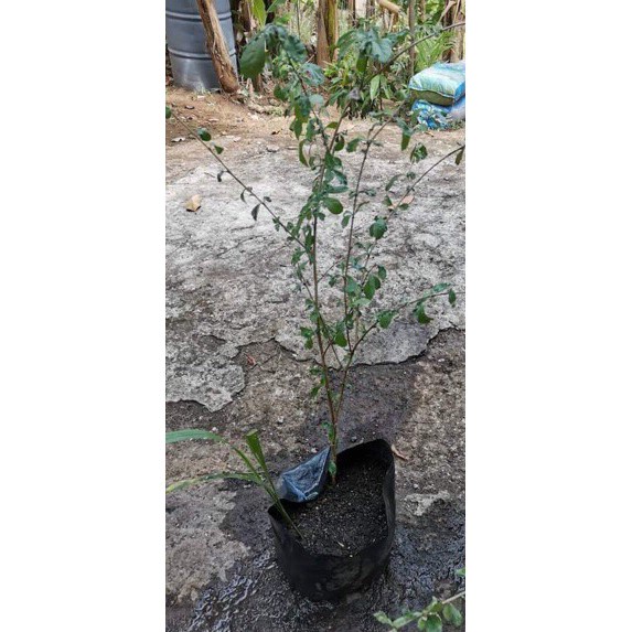 Tsaang Gubat live plant - big size in a soft black pot. | Shopee ...