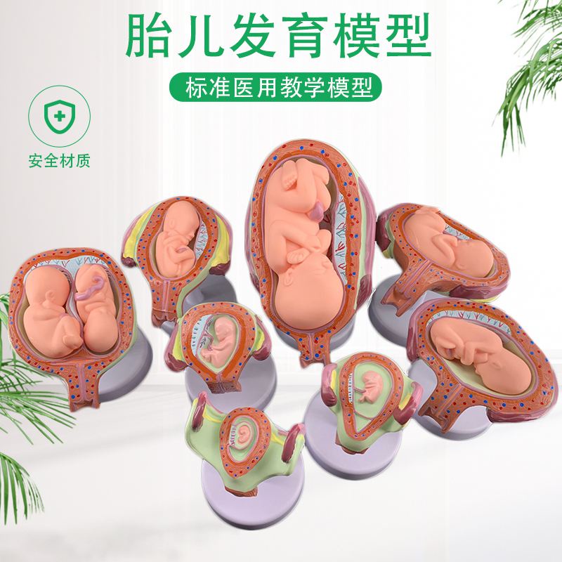 Pregnancy embryo development model fertility demonstration fetal ...