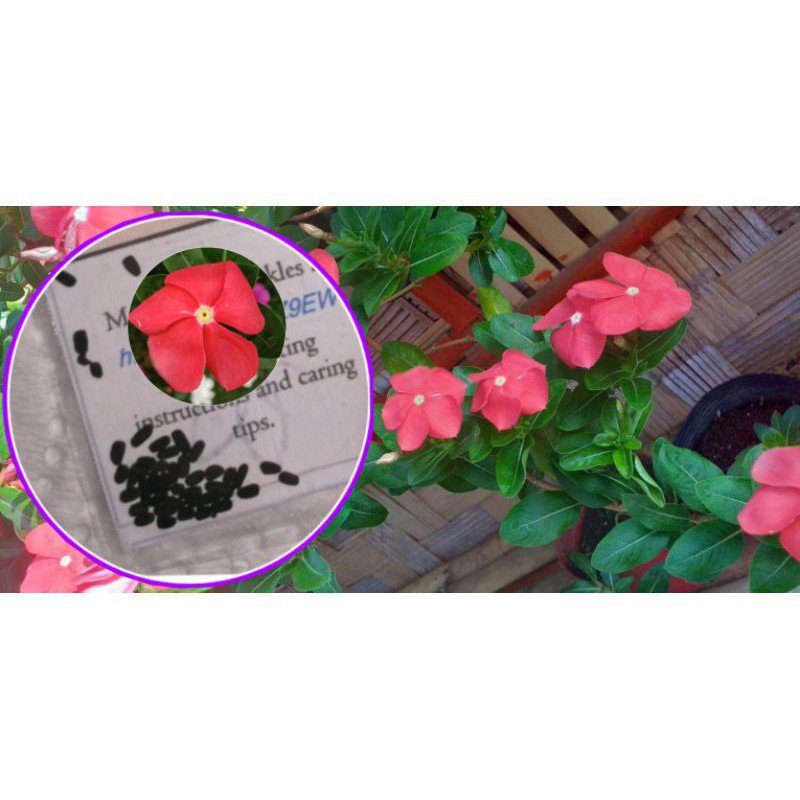 Cash on delivery orange vinca/periwinkle (20 seeds) gmwi2023 | Shopee ...