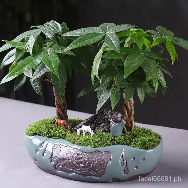 Fresh Pachila Money Tree Seeds Planting Flowers Bonsai Tree Seeds ...