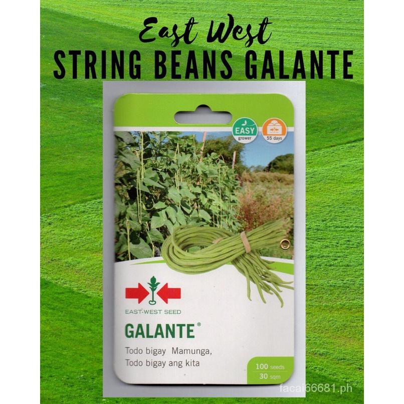 East West String Beans Seeds Galante-SITAW Flowers/Coriander/Papaya ...
