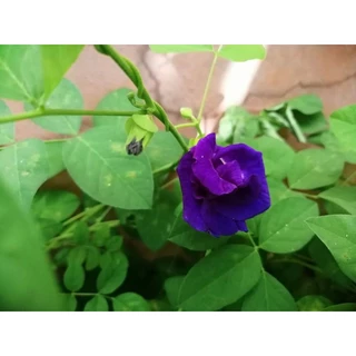 Shop blue ternate for Sale on Shopee Philippines