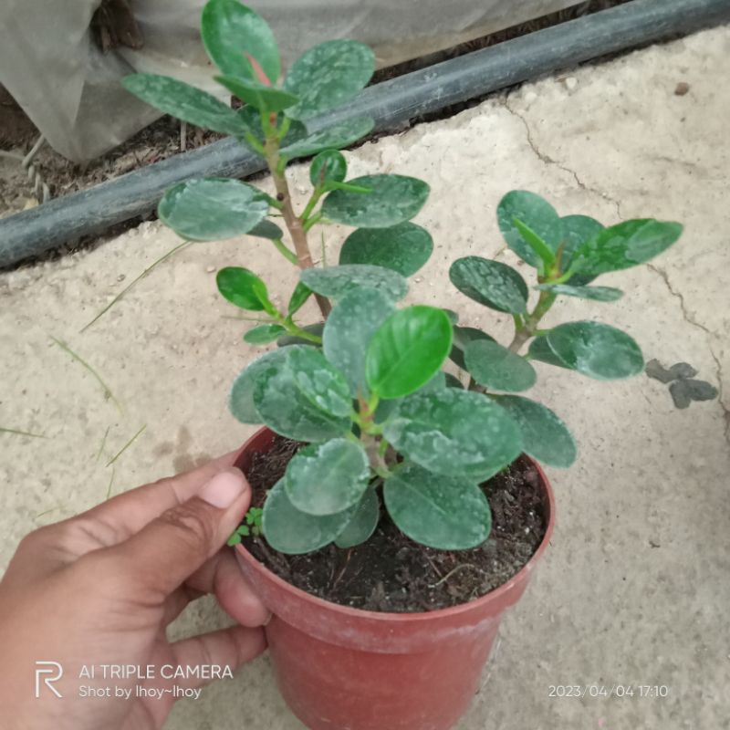 ficus nana dwarf micro carpal(money or lucky tree)BONSAI | Shopee ...
