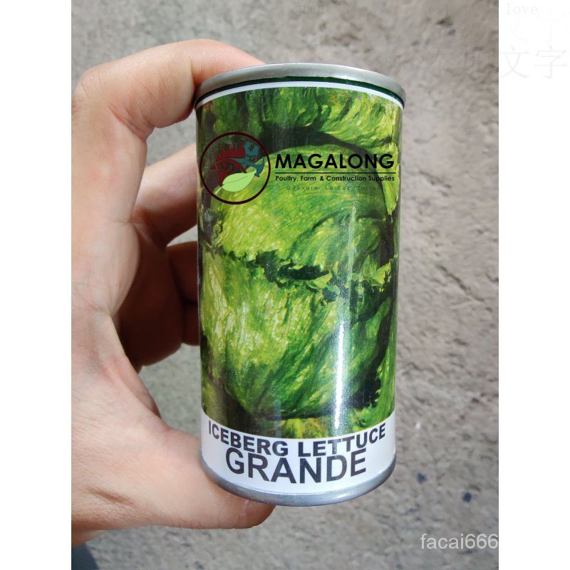 Condor Seeds-Iceberg Lettuce Seeds-Grande 12,000 Seeds-Jr Can/LIGO Can ...