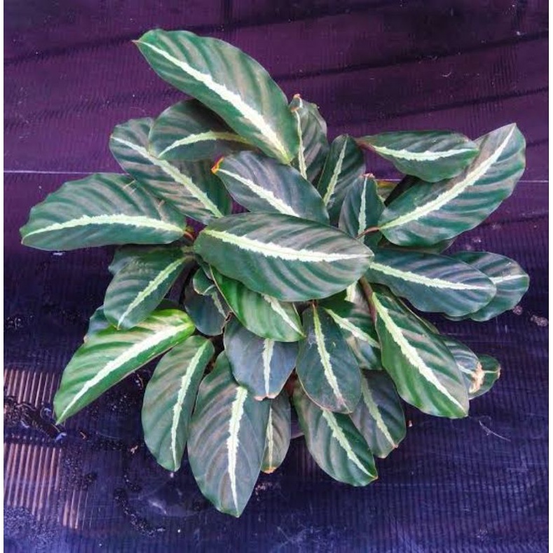 Calathea undulata, Prayer species, Prayer stuff | Shopee Philippines