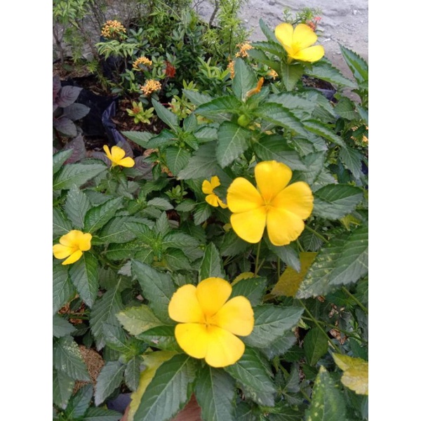 Live Plant Morning Glory Yellow Sundrop Turnera Outdoor Plant Indoor ...