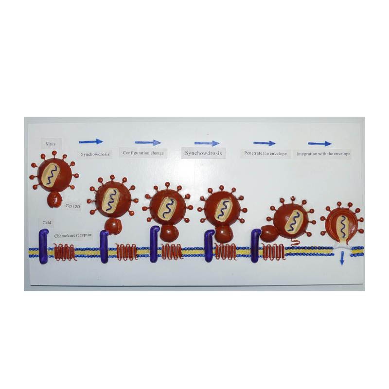 Demonstration model of HIV entry into human cells Cell submicroscopic ...