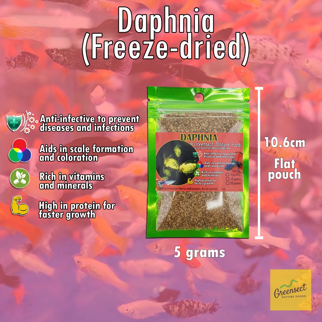 DAPHNIA Fish Food (DIRECT SUPPLIER) Treats 5-20 grams - Greensect ...