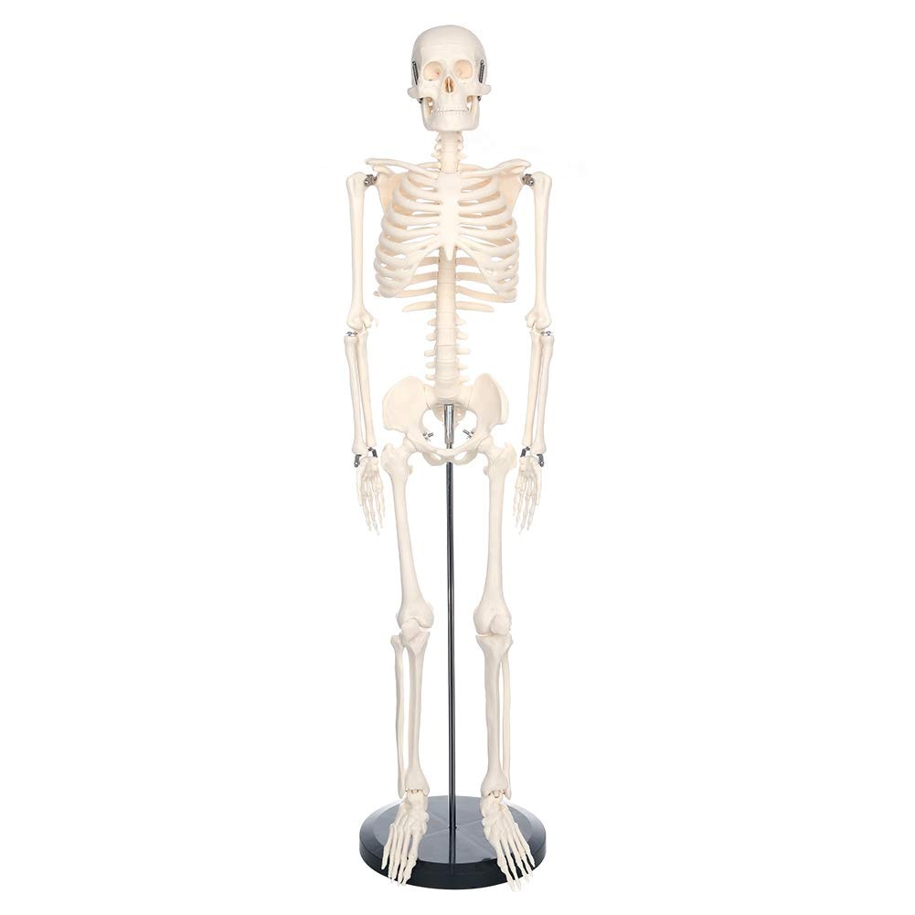 85cm Big Size Human Skeleton Model for Anatomy Mini Human Skeleton ...