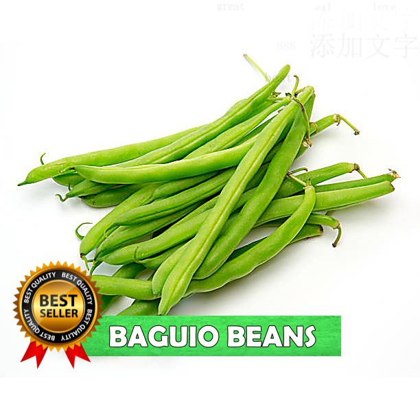 VALUE PACK! Baguio Beans SEEDS-10pcs Seeds/Hybrid/Easy to Grow/High ...