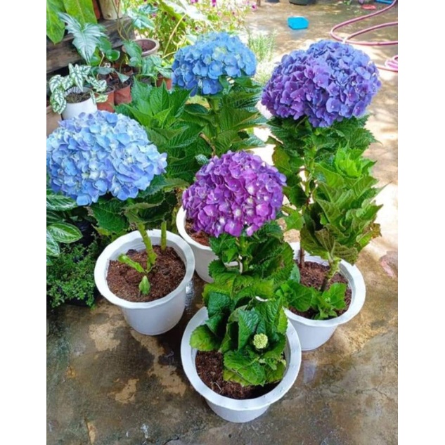 DMT162 Milflores Milflowers Mil Flores Hydrangea Hydrangea Million ...
